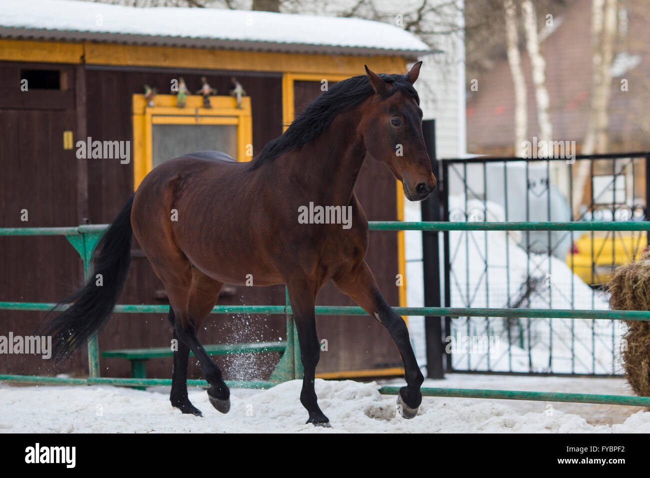 Horse in the open-air cage in winter Stock Photo - Alamy