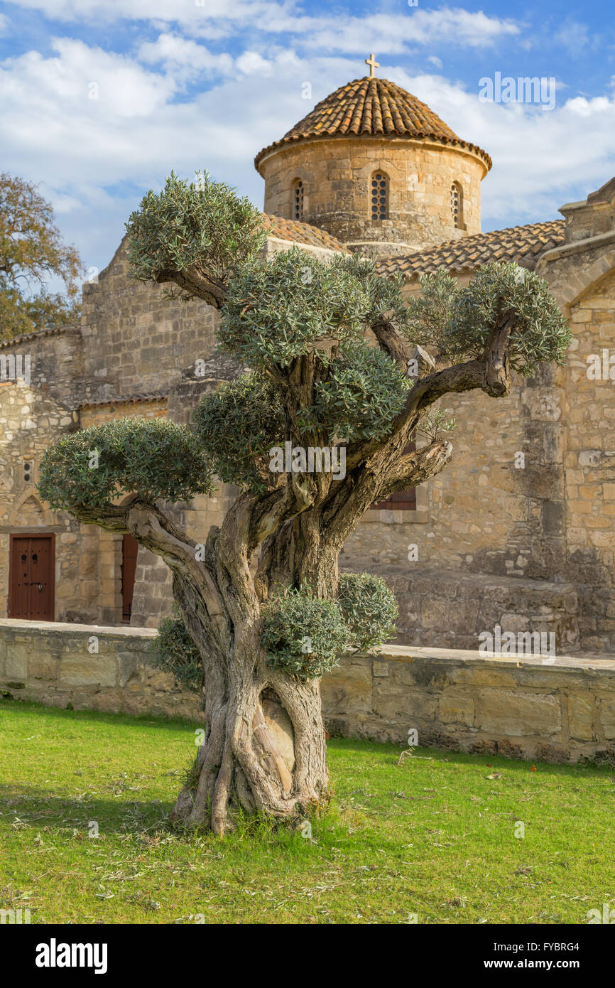 Olive tree on Panagia Angeloktisti church background, Kiti, Larnaca ...