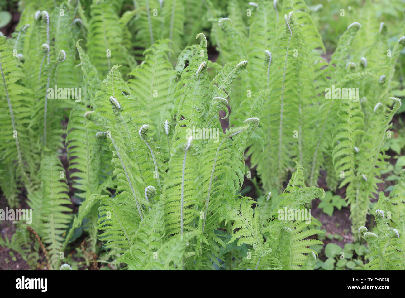 green fern at day Stock Photo - Alamy