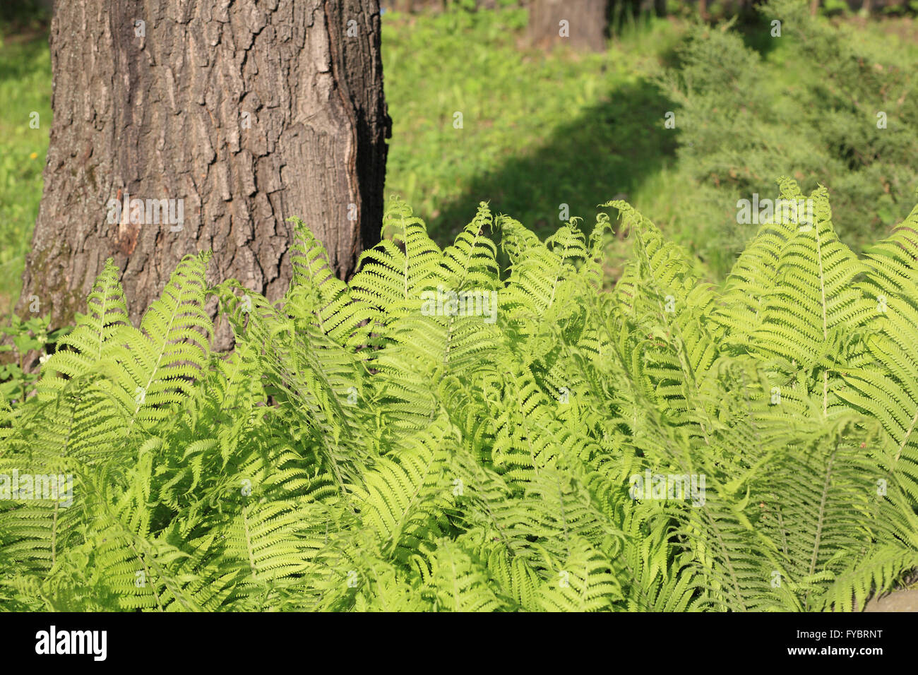 green fern at day Stock Photo - Alamy