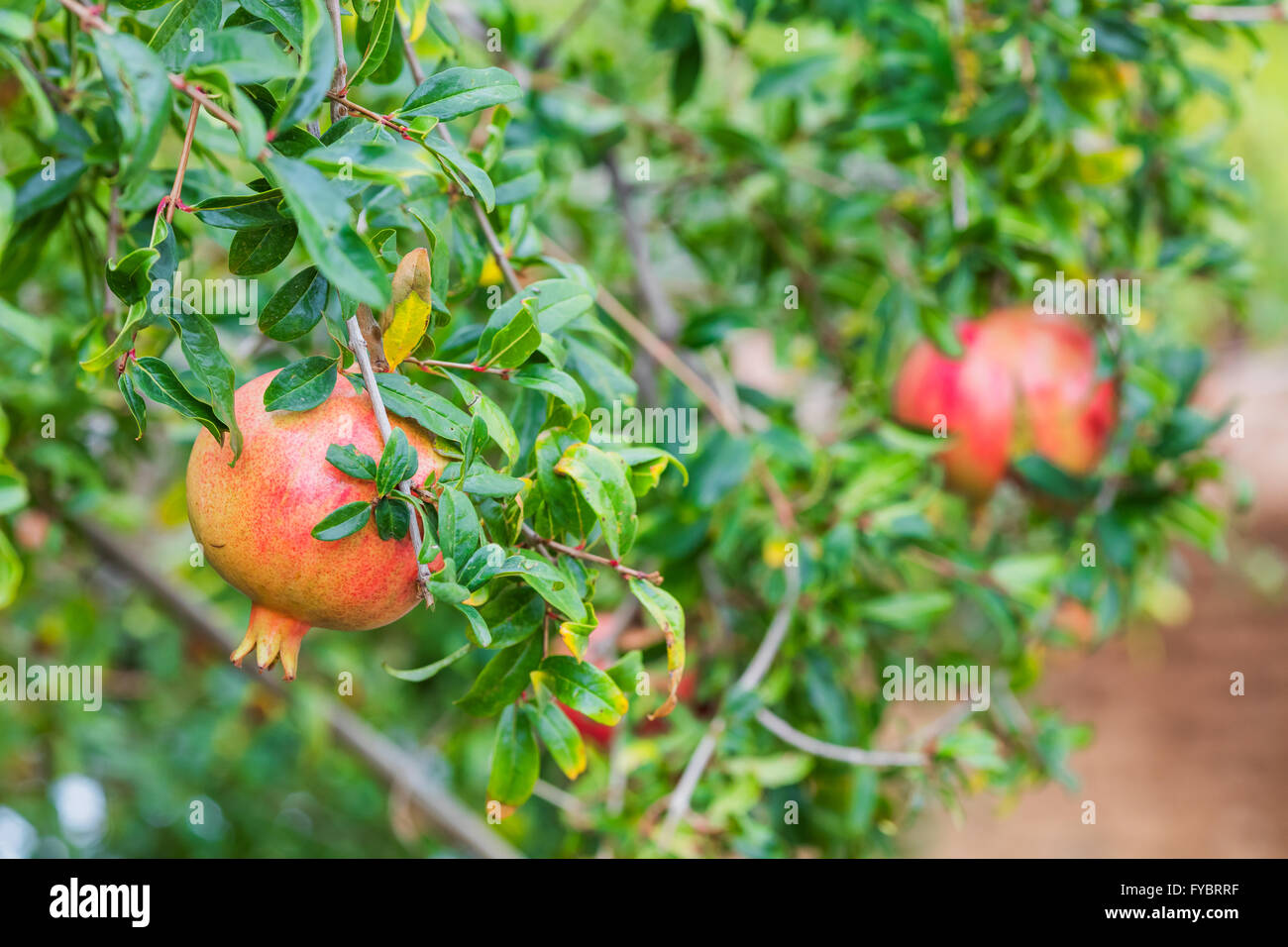Pomegranate fruits on tree in autumn garden, Cyprus Stock Photo - Alamy