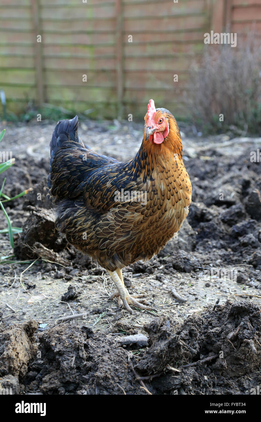Rhode Rock pet chicken in garden in Brabourne Lees, Ashford, Kent ...