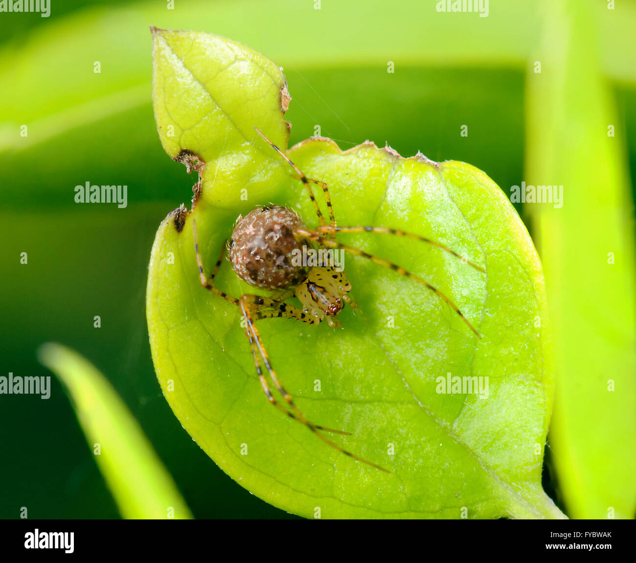 Australomimetus hi-res stock photography and images - Alamy