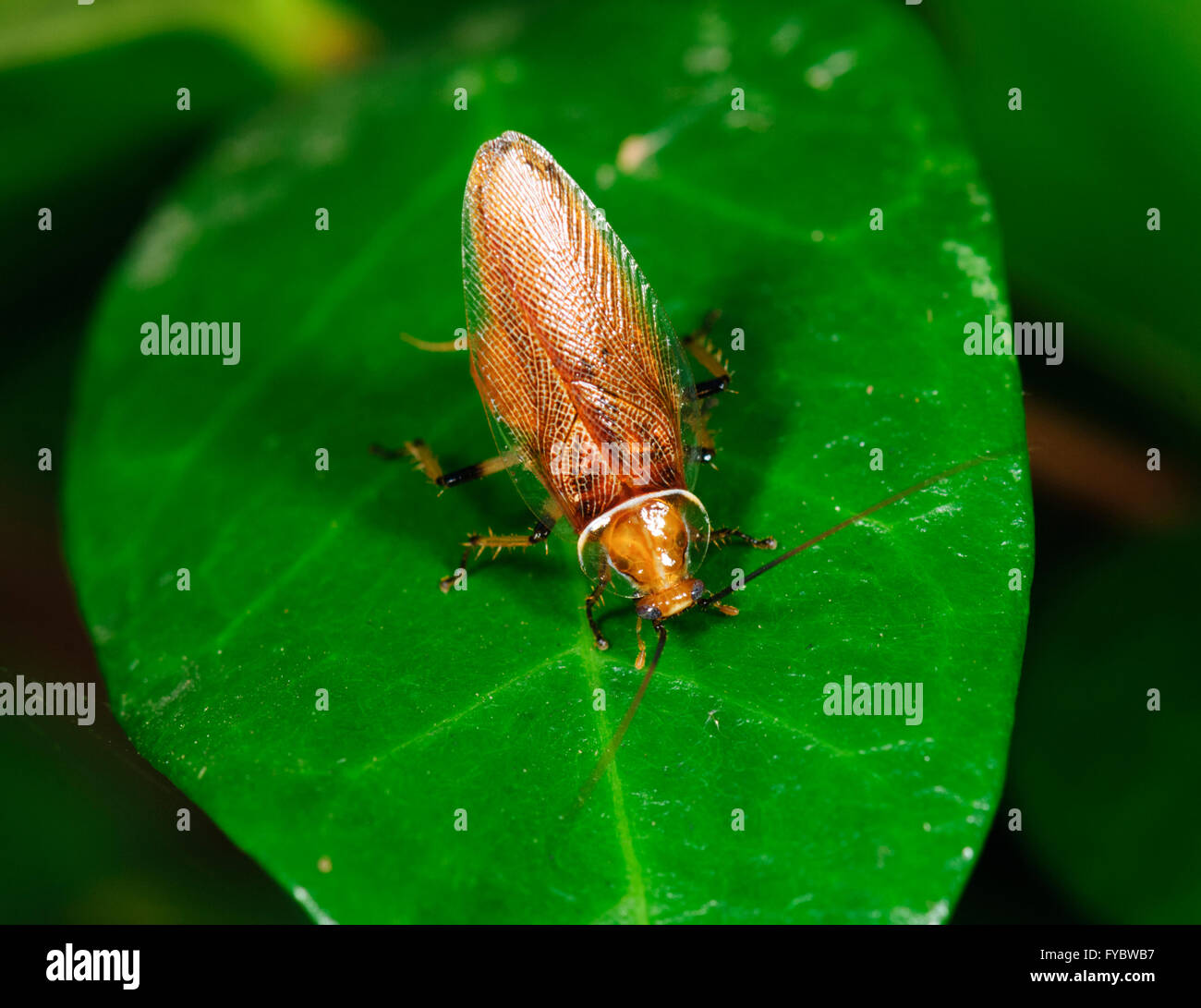 Bush Cockroach (Ellipsidion humerale), New South Wales, Australia Stock ...