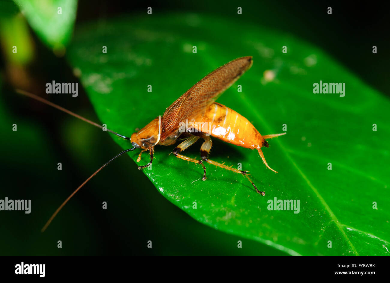 Bush Cockroach (Ellipsidion humerale), New South Wales, Australia Stock ...