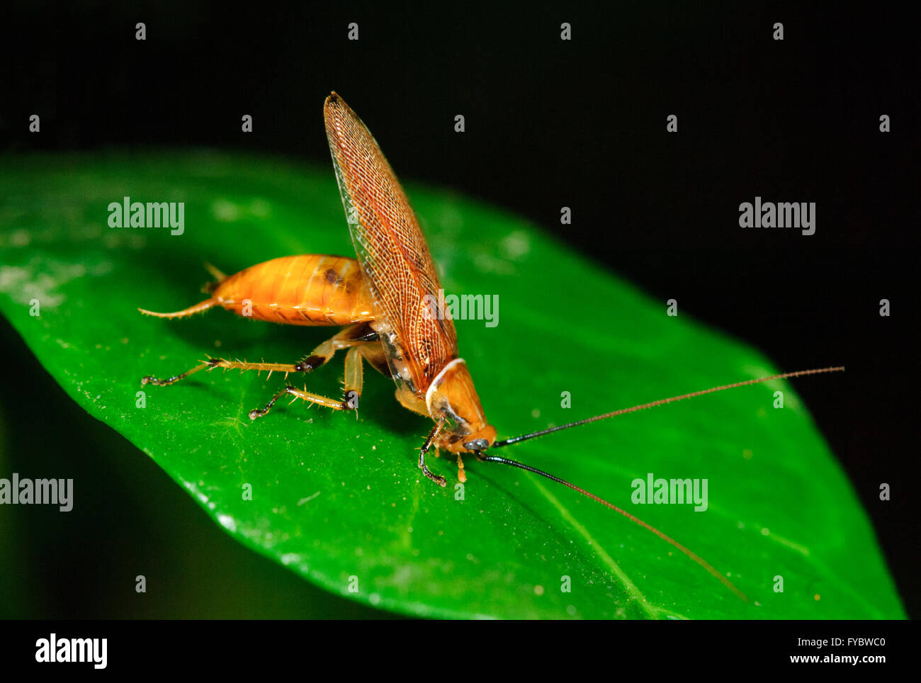 Bush Cockroach (Ellipsidion humerale), New South Wales, Australia Stock ...