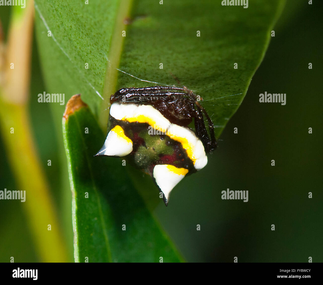 Australasia hi-res stock photography and images - Alamy