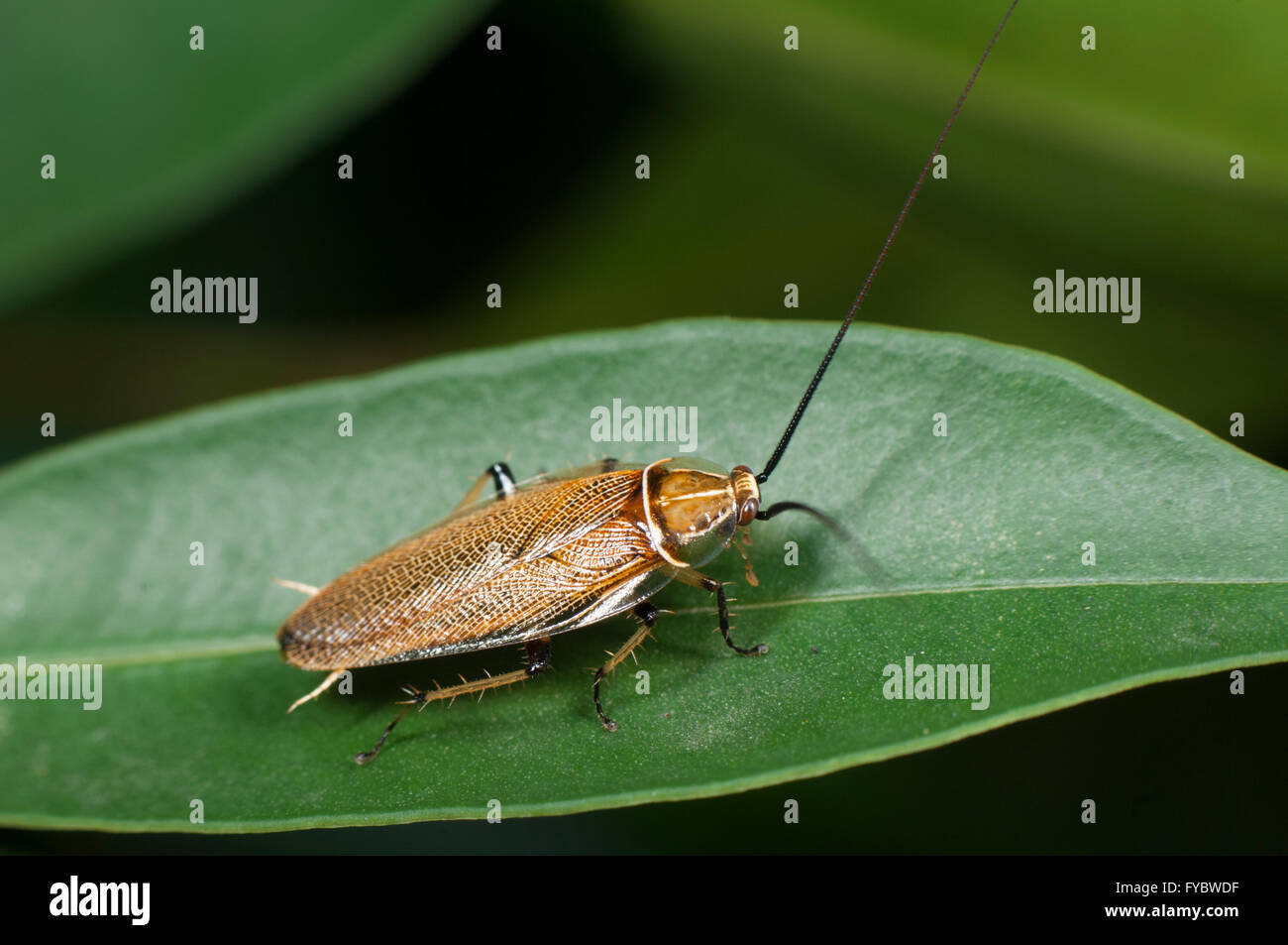 Bush Cockroach (Ellipsidion humerale), New South Wales, Australia Stock ...