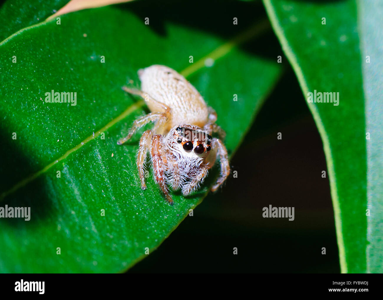 Australian jumping spider hi-res stock photography and images - Alamy