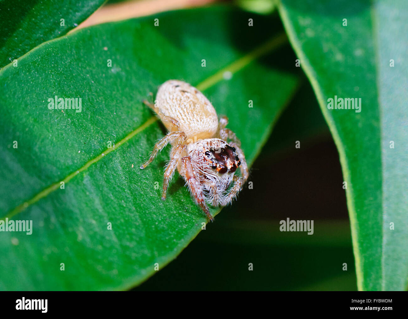 Jumping Spider (Opisthoncus sp.), New South Wales, Australia Stock ...