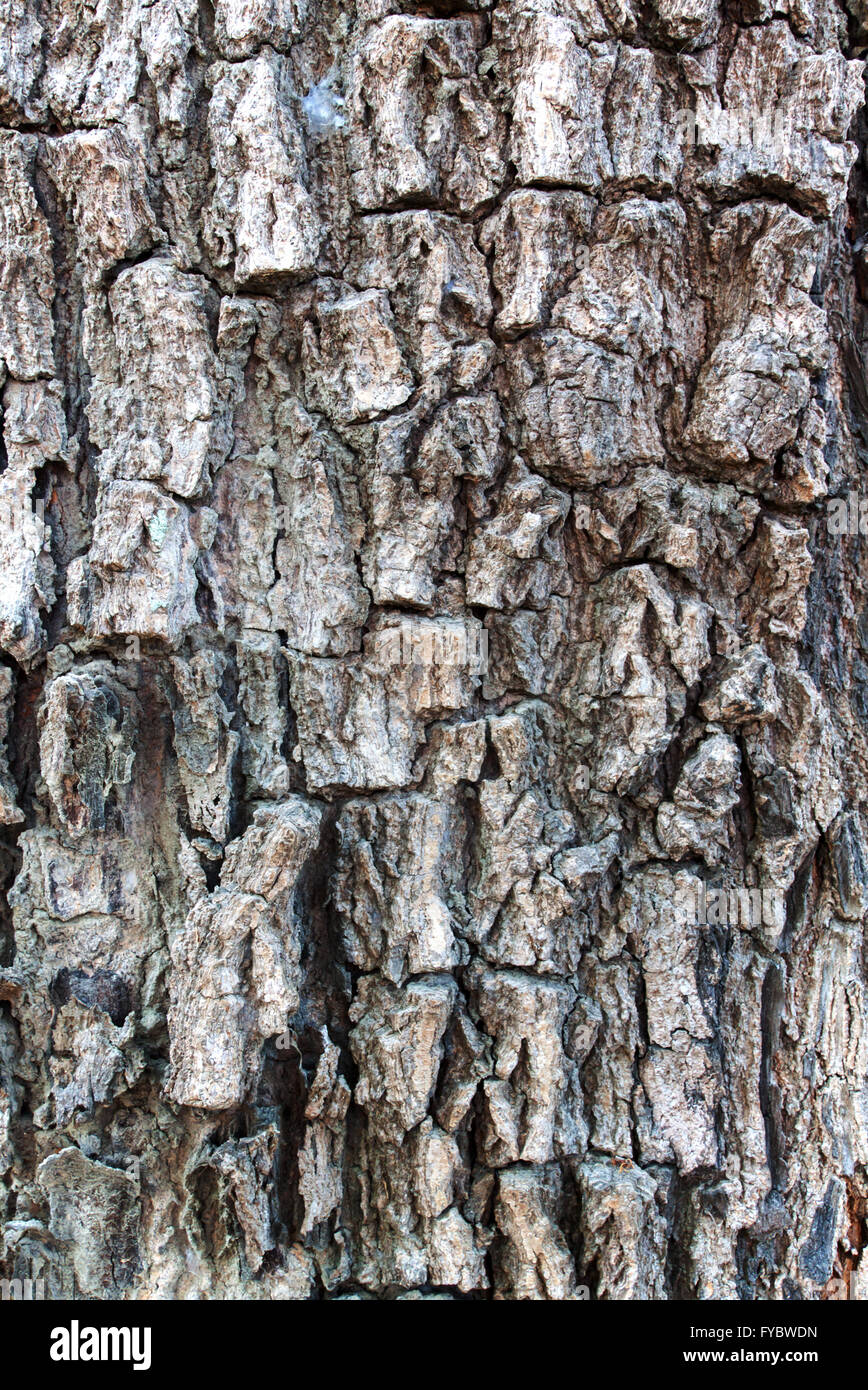 beautiful texture on peel tree brown in nature Stock Photo - Alamy