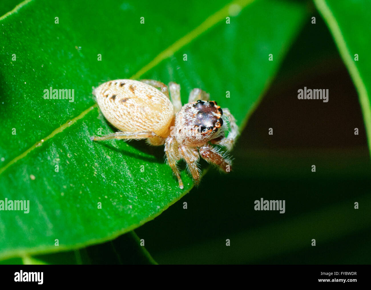 Jumping Spider (Opisthoncus sp.), New South Wales, Australia Stock ...
