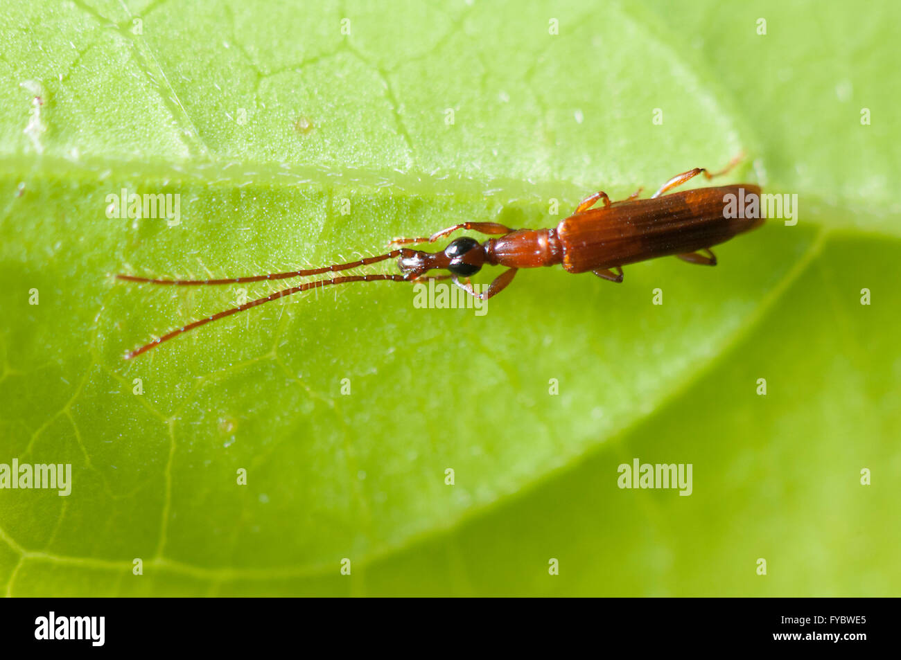 Wild insect australia hi-res stock photography and images - Alamy