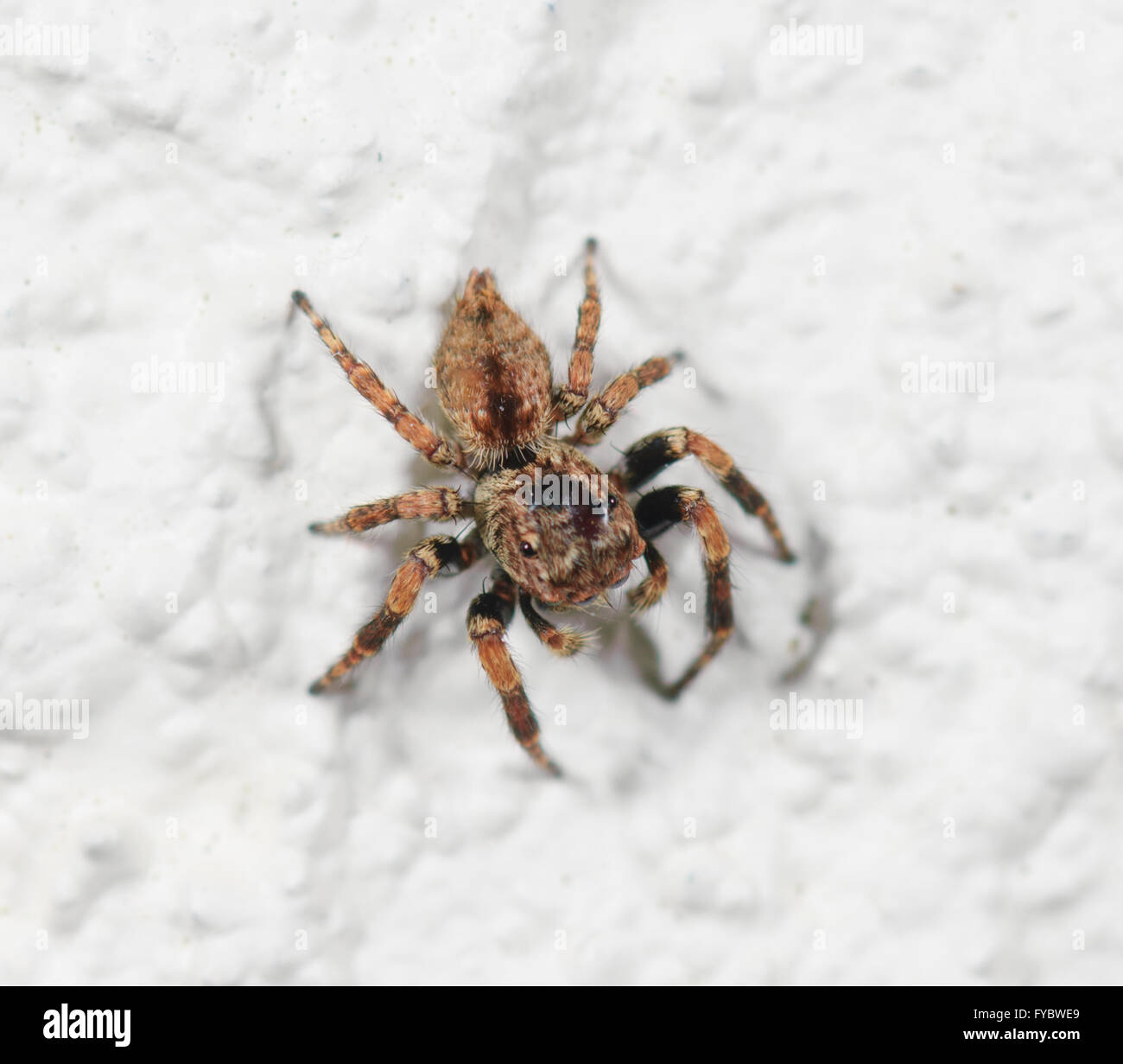 Jumping spider salticidae hi-res stock photography and images - Alamy