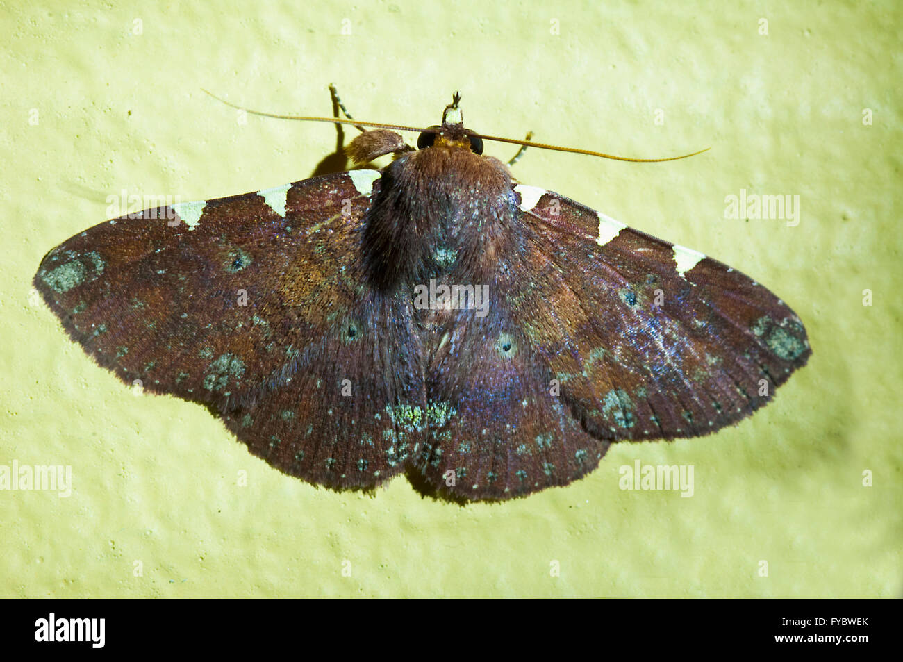 Australian moths hi-res stock photography and images - Alamy