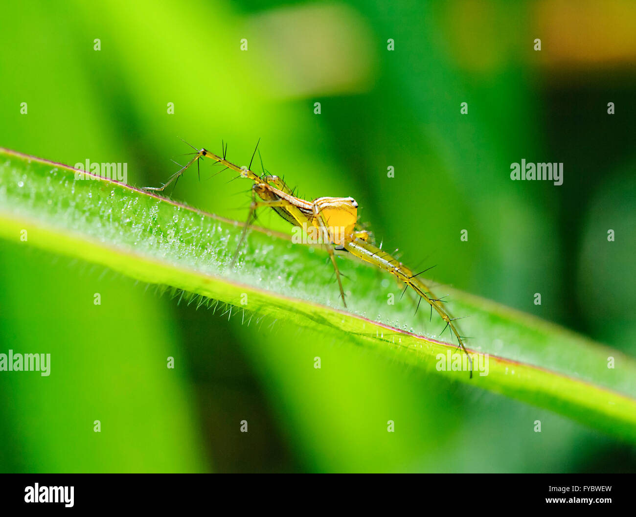 Australian lynx spiders hi-res stock photography and images - Alamy