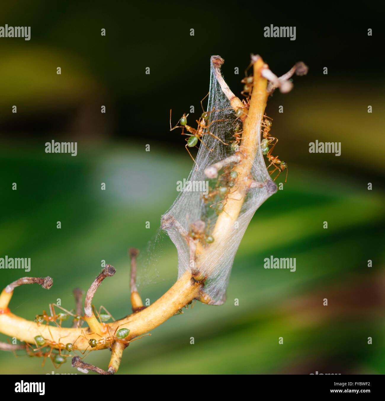Green Tree Ants (Oecophylla smaragdina) Northern Queensland, Australia ...