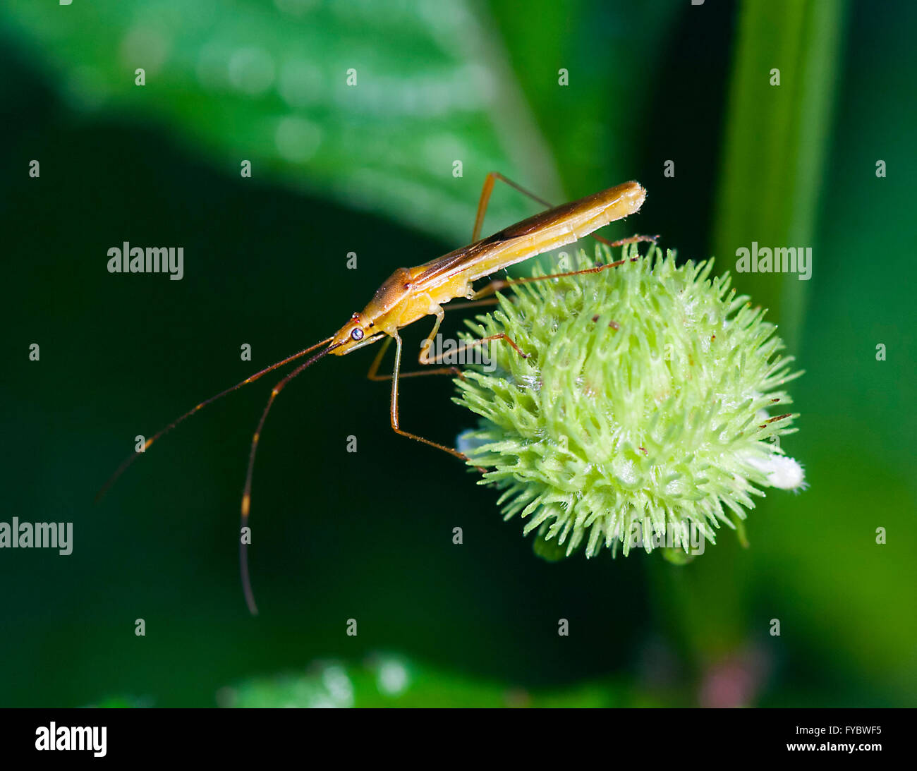 Paddy Bug or Rice Bug (Leptocorisa acuta), Northern Queensland ...