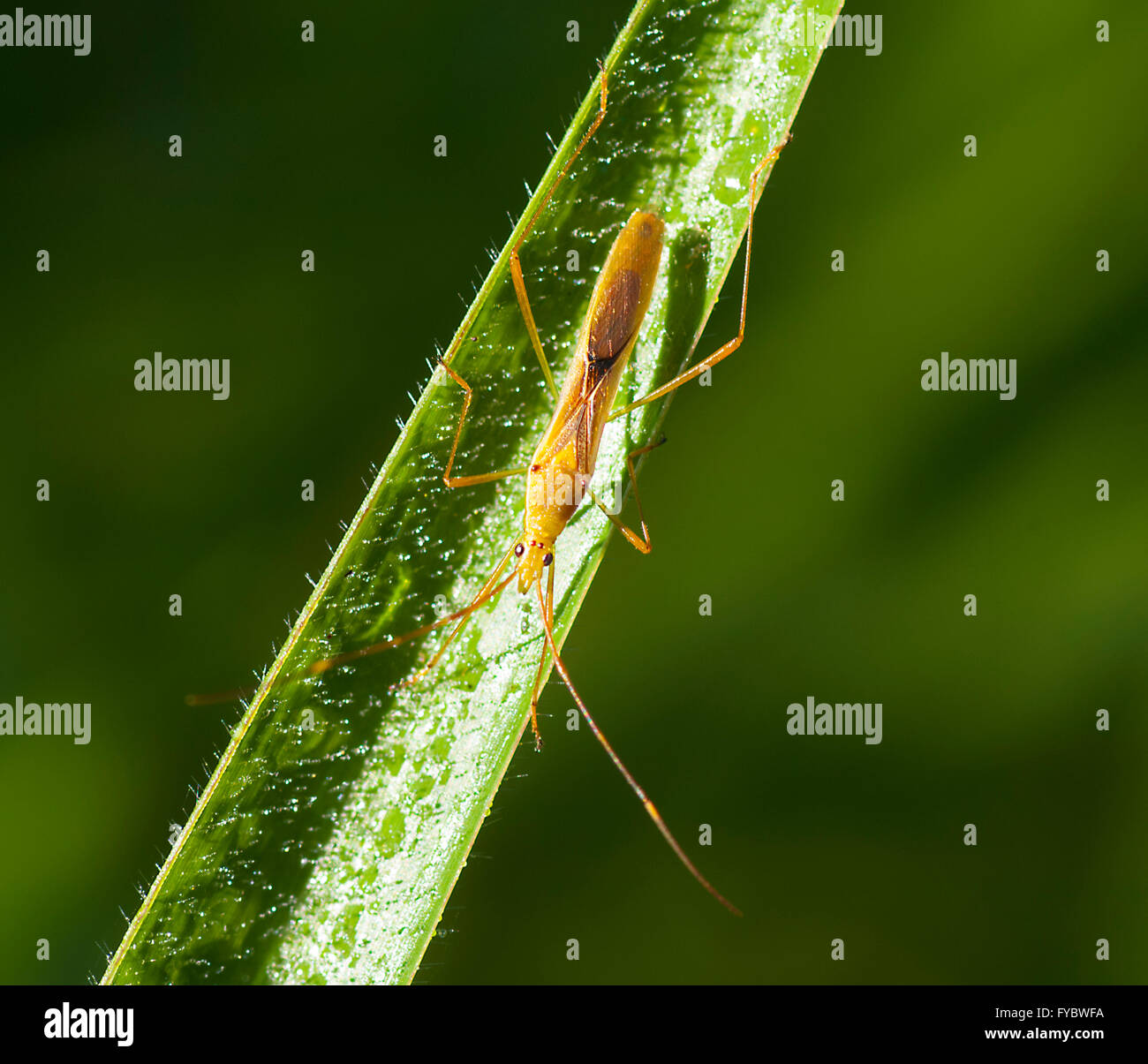 Paddy Bug or Rice Bug (Leptocorisa acuta), Northern Queensland ...