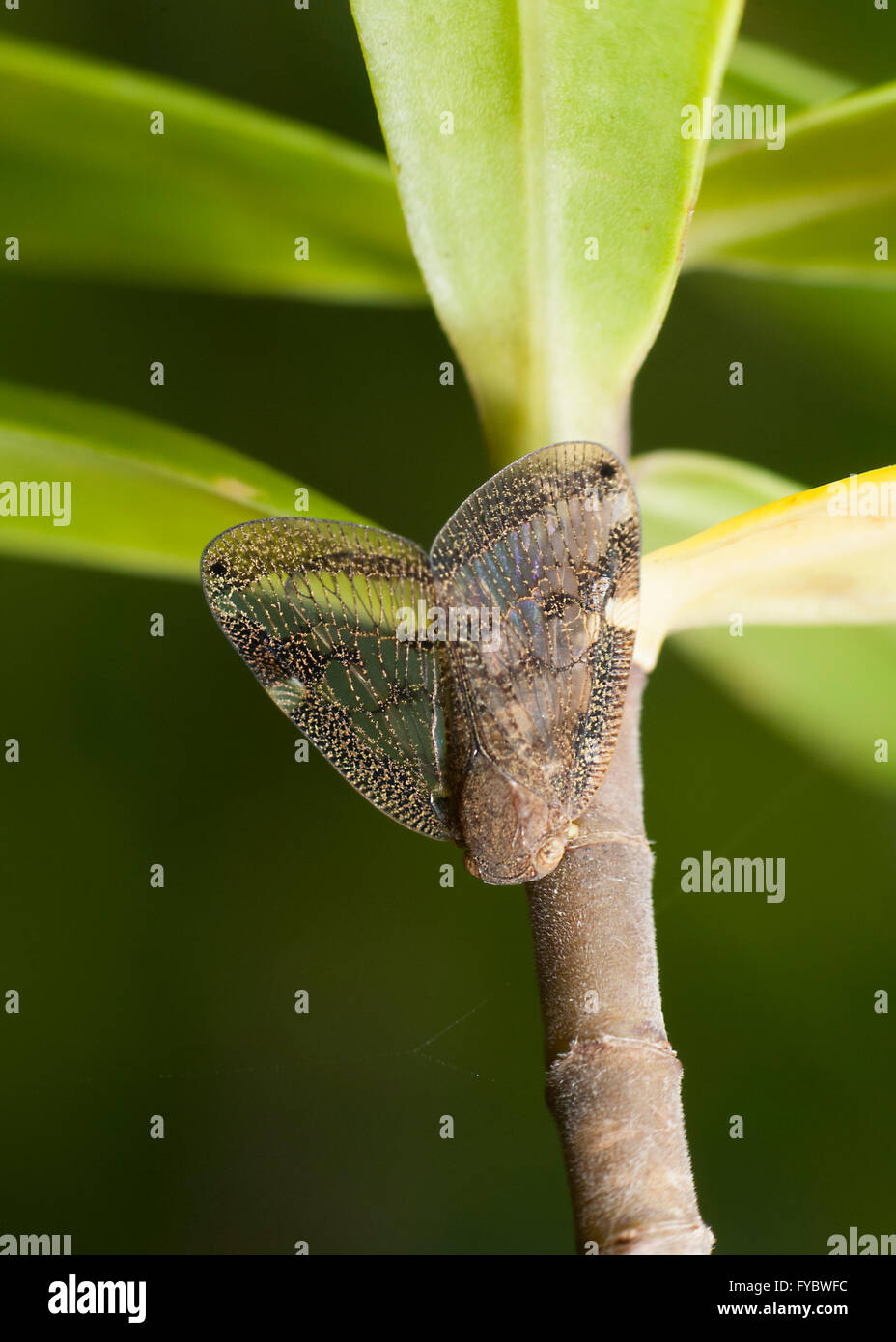 Passionvine Hopper (Scolypopa australis), New South Wales, Australia ...