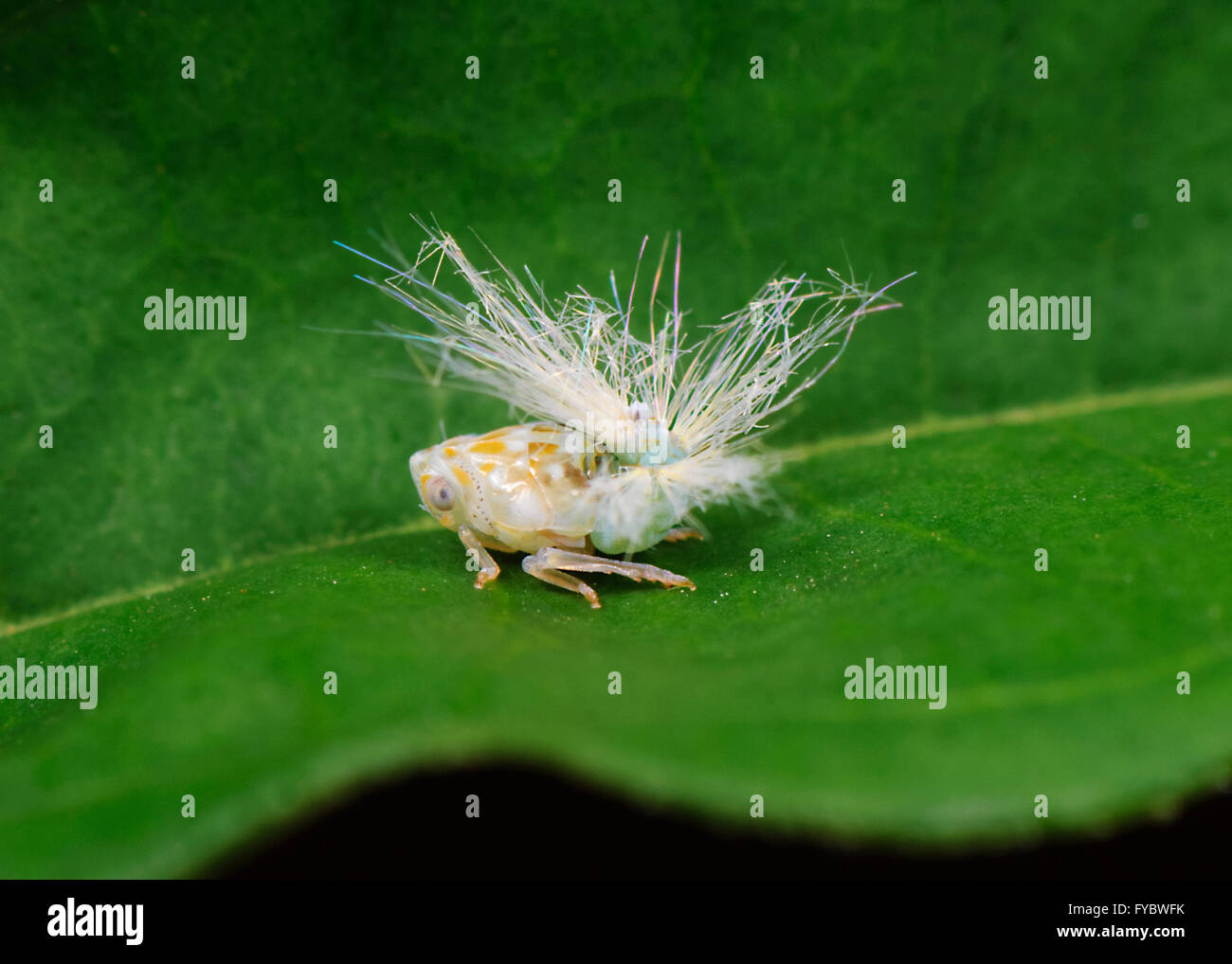 Papu Emerging From Nymph