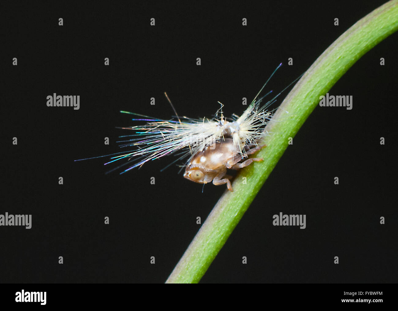 Planthopper Nymph (Fulgoroidea), New South Wales, Australia Stock Photo ...