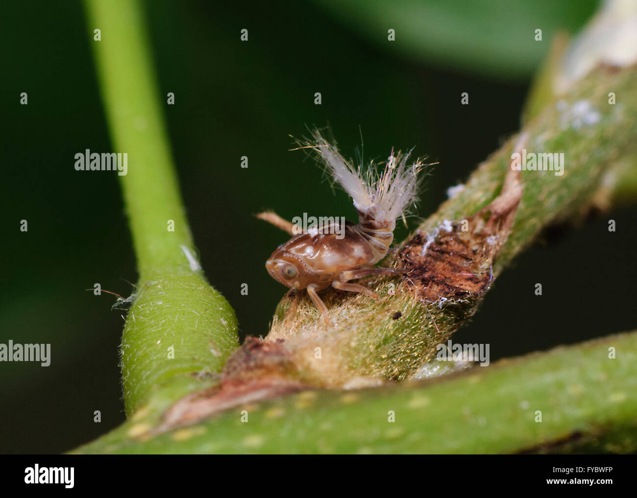 Planthopper australia hi-res stock photography and images - Alamy