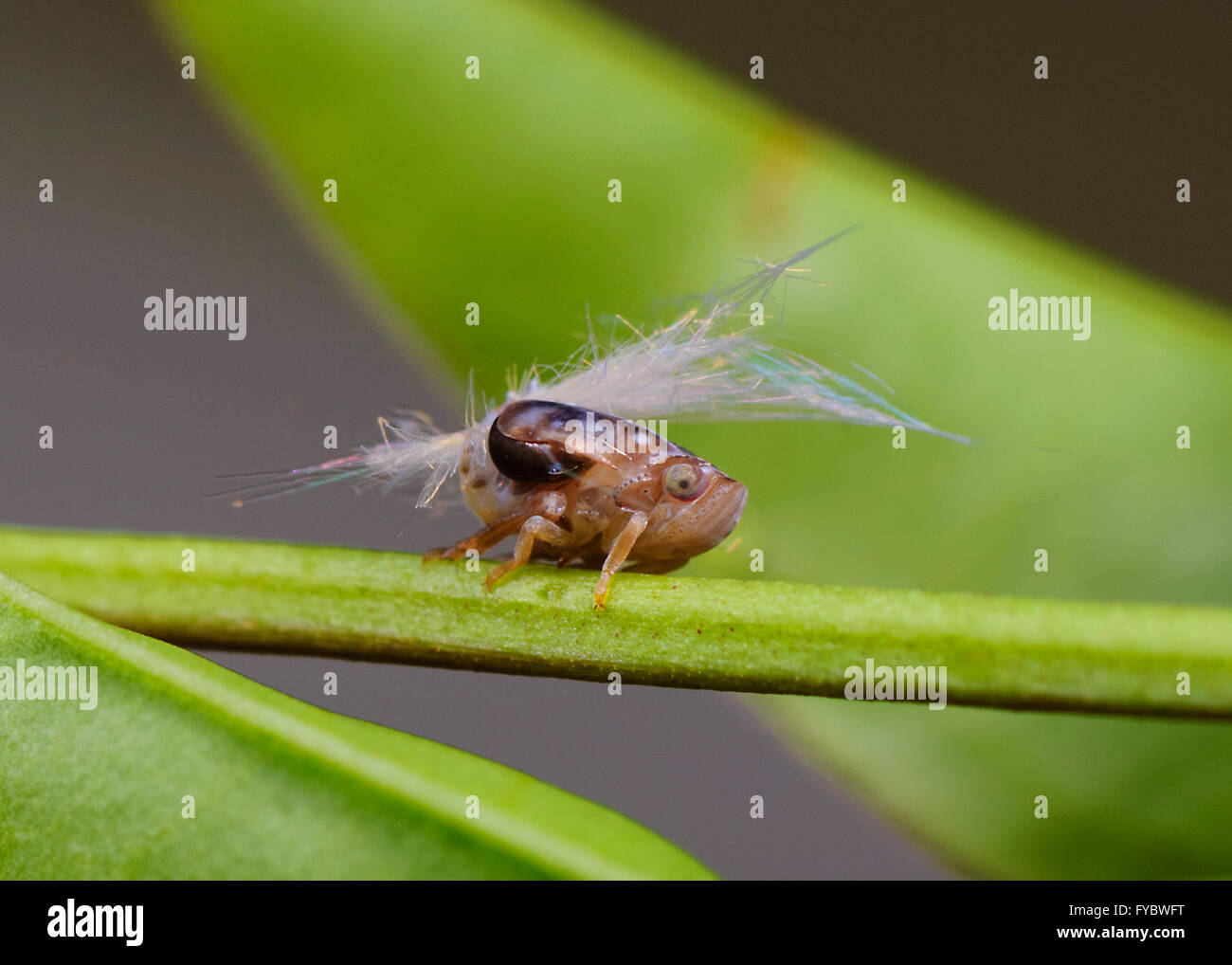 Australian planthopper nymph hi-res stock photography and images - Alamy