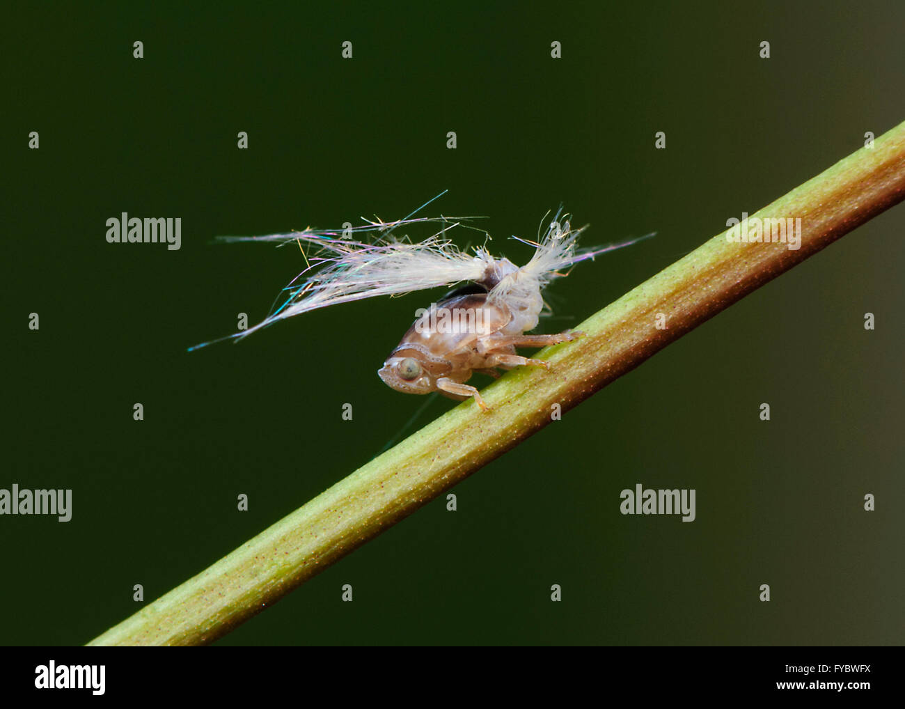 Planthopper australia hi-res stock photography and images - Alamy