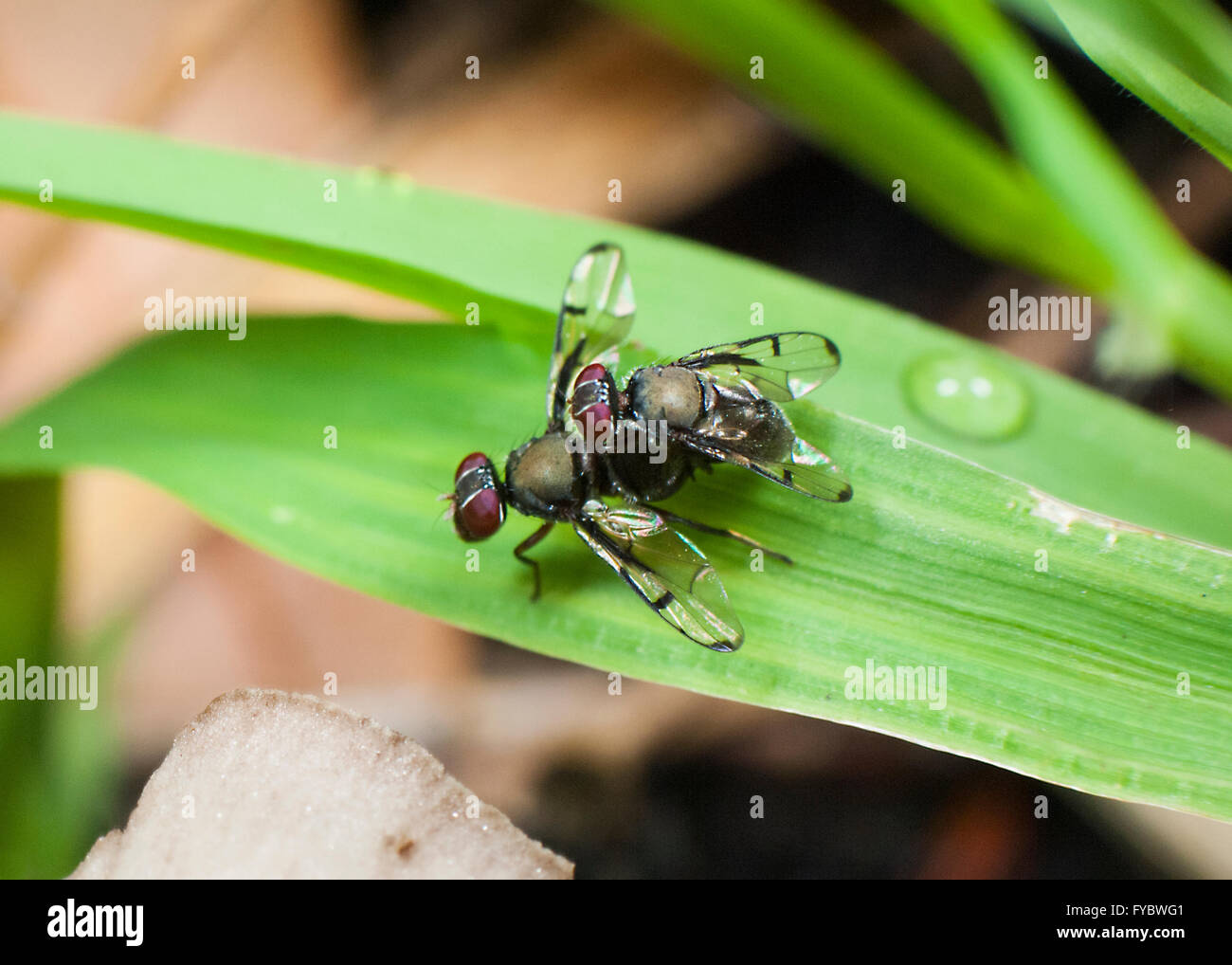 Boatman insect hi-res stock photography and images - Alamy