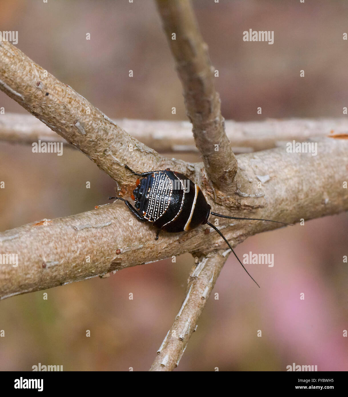 Australian cockroach hi-res stock photography and images - Alamy