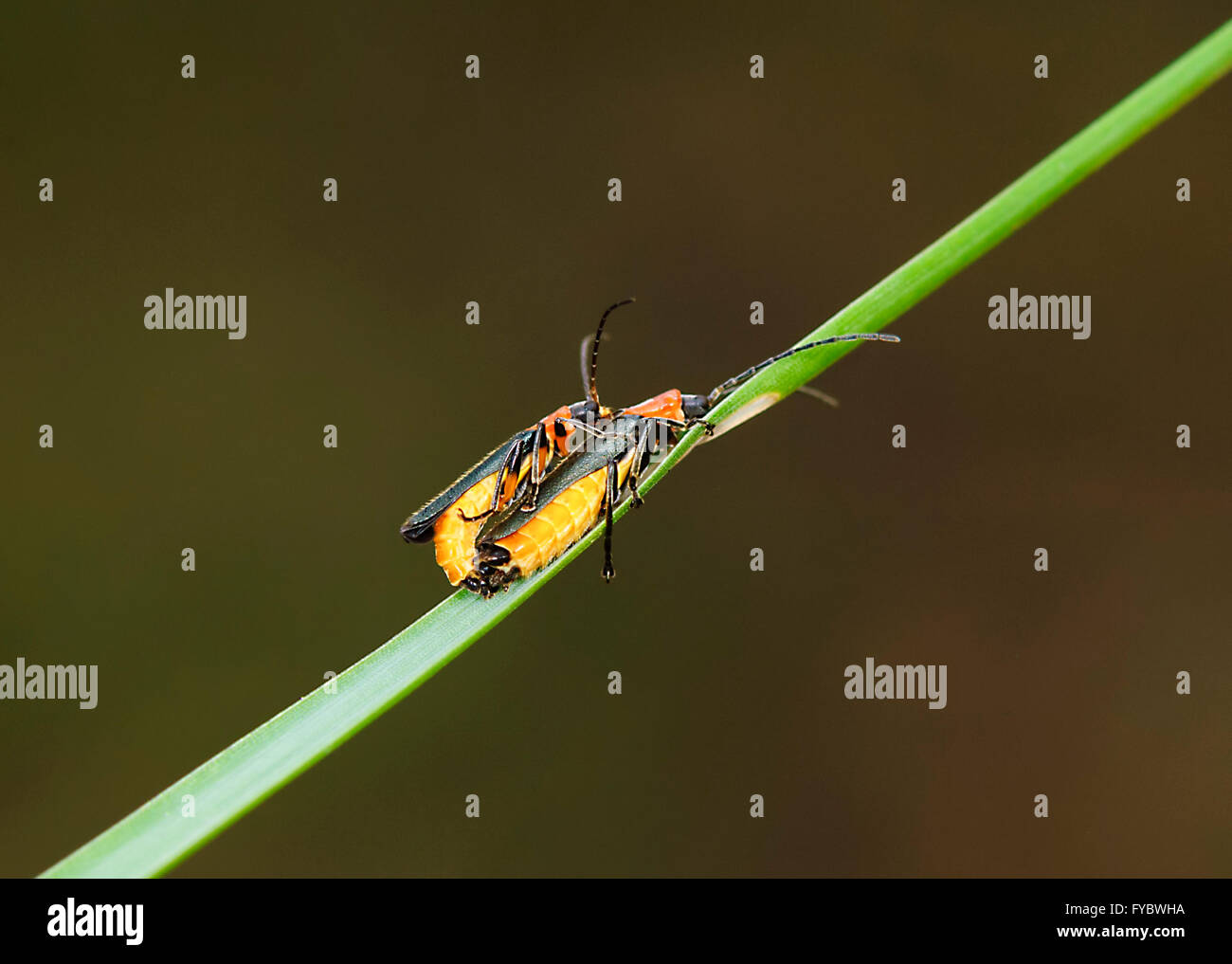 Australian beetles hi-res stock photography and images - Alamy