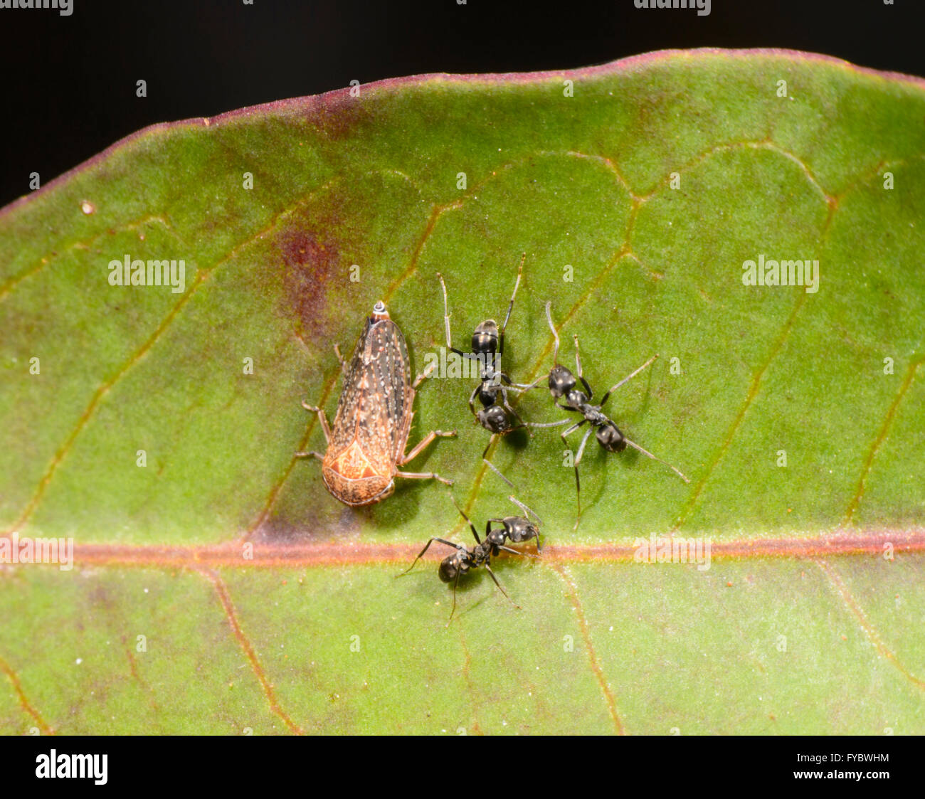 Planthopper australia hi-res stock photography and images - Alamy