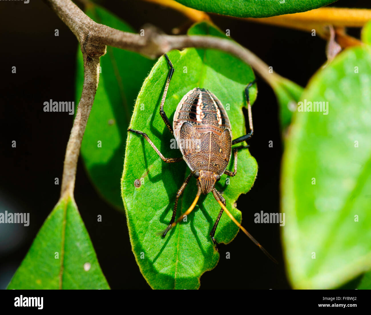 Two-dots Gum Tree Shield Bug Nymph (Poecilometis parilis), 5th Instar ...