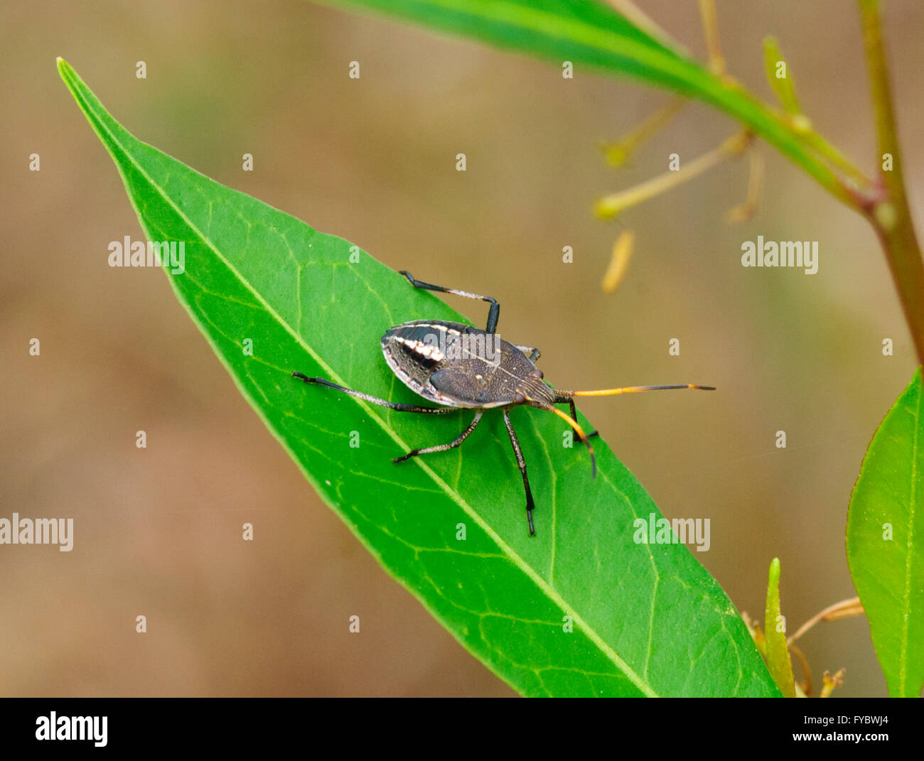 Two-dots Gum Tree Shield Bug Nymph (Poecilometis parilis), 5th Instar ...