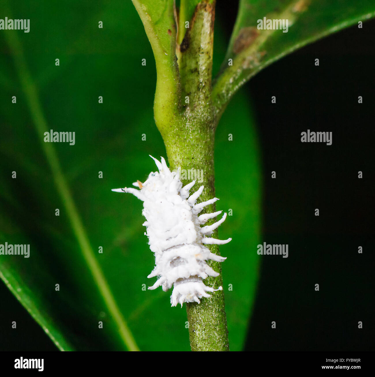 Acacia australia hi-res stock photography and images - Alamy