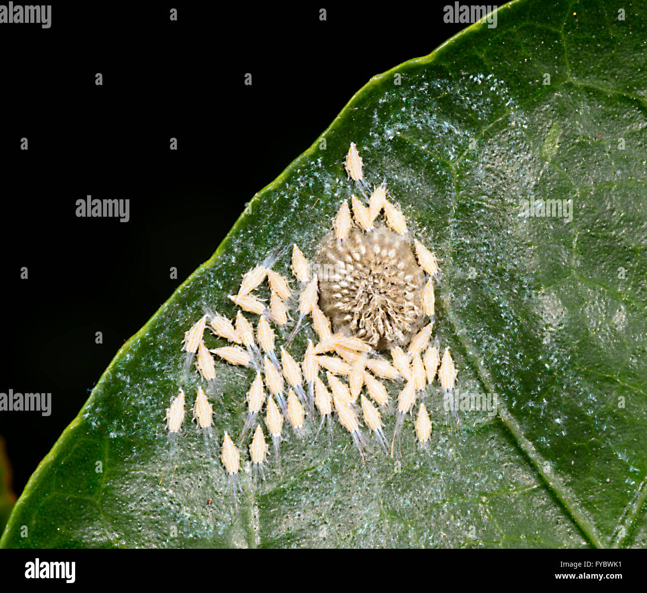 Flatid flatidae insect insects hi-res stock photography and images - Alamy