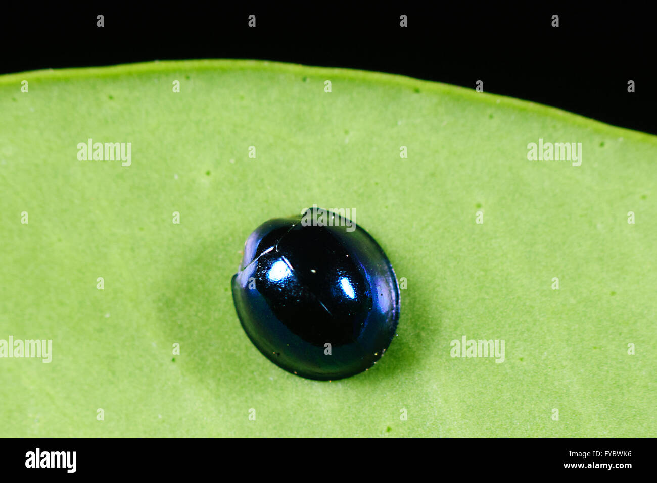 Australia beetle hi-res stock photography and images - Alamy