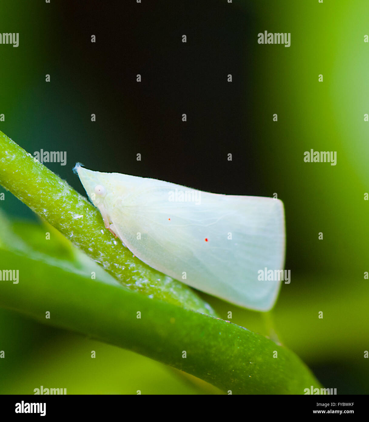 Australian Planthopper High Resolution Stock Photography and Images - Alamy