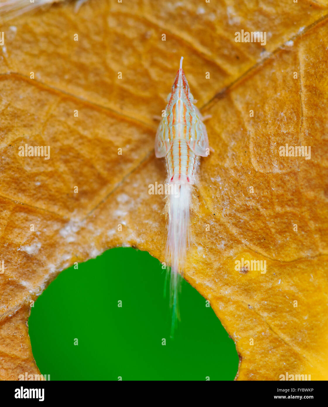 Flatid Planthopper Nymph (Flatidae), Mt Annan, New South Wales ...