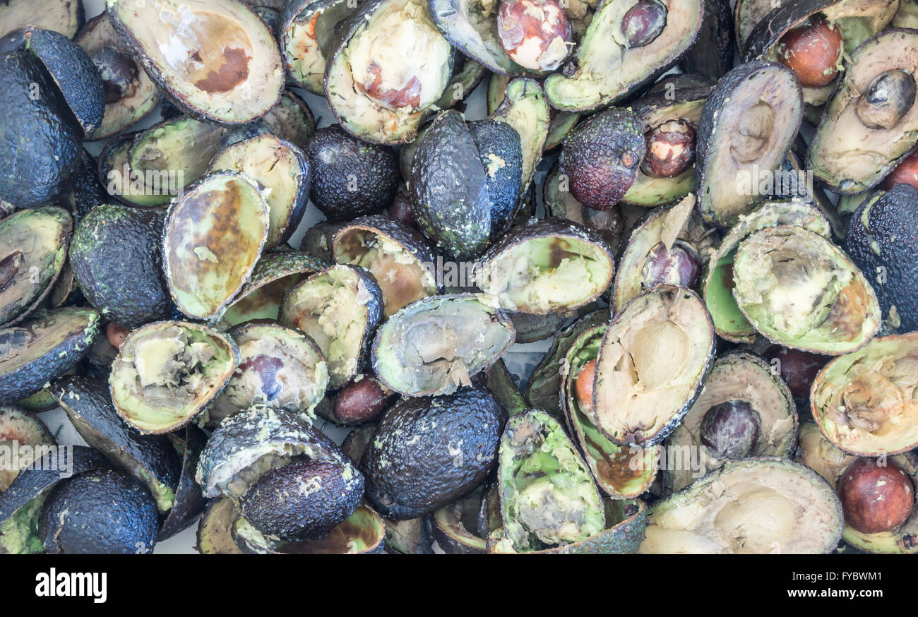 Box of over ripe Avocados in supermarket rubbish yard. Food waste ...