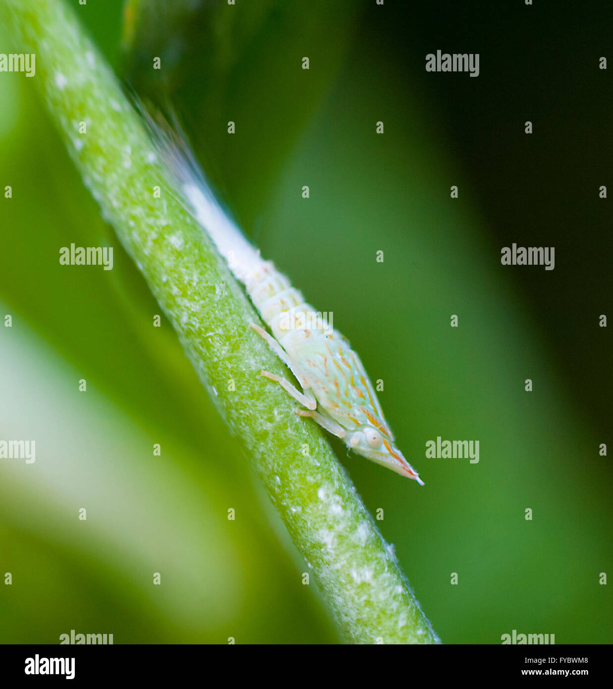 Flatid flatidae insect insects hi-res stock photography and images - Alamy