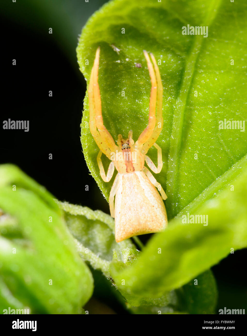 Trapezia Crab Spider (Sidymella trapezia), Mt Annan, New South Wales ...