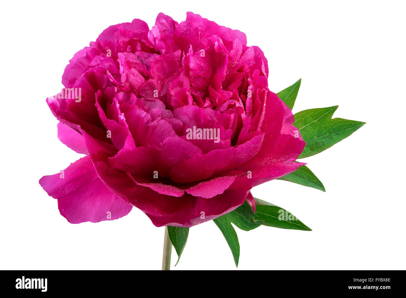 One white pink flower on Cut Out Stock Images & Pictures - Alamy