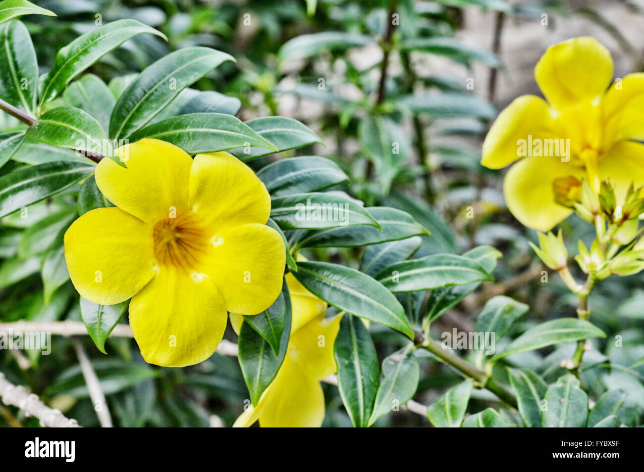 yellow trumpet flower tree in nature Stock Photo - Alamy