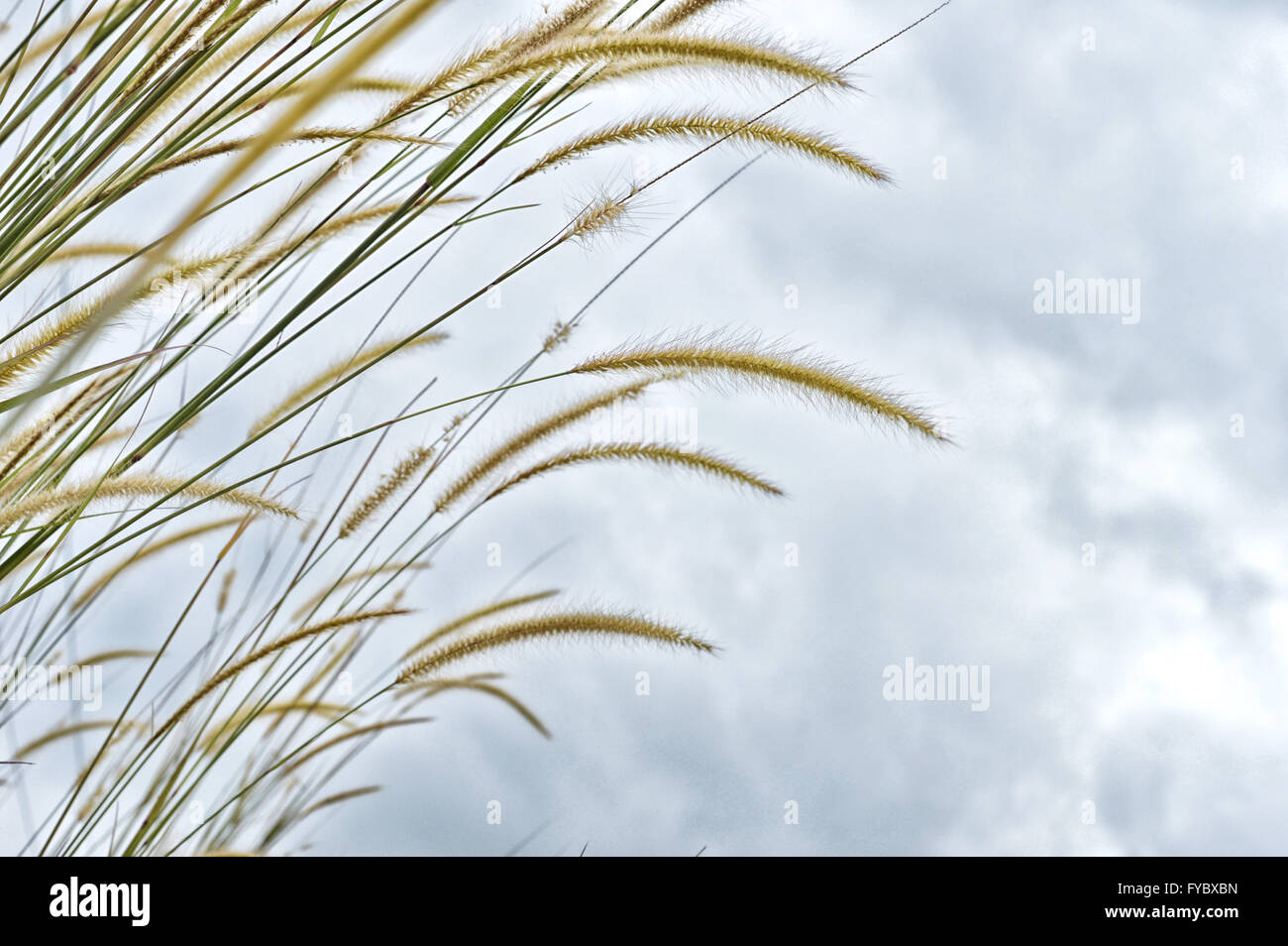 Weed grass against the sky Stock Photo - Alamy