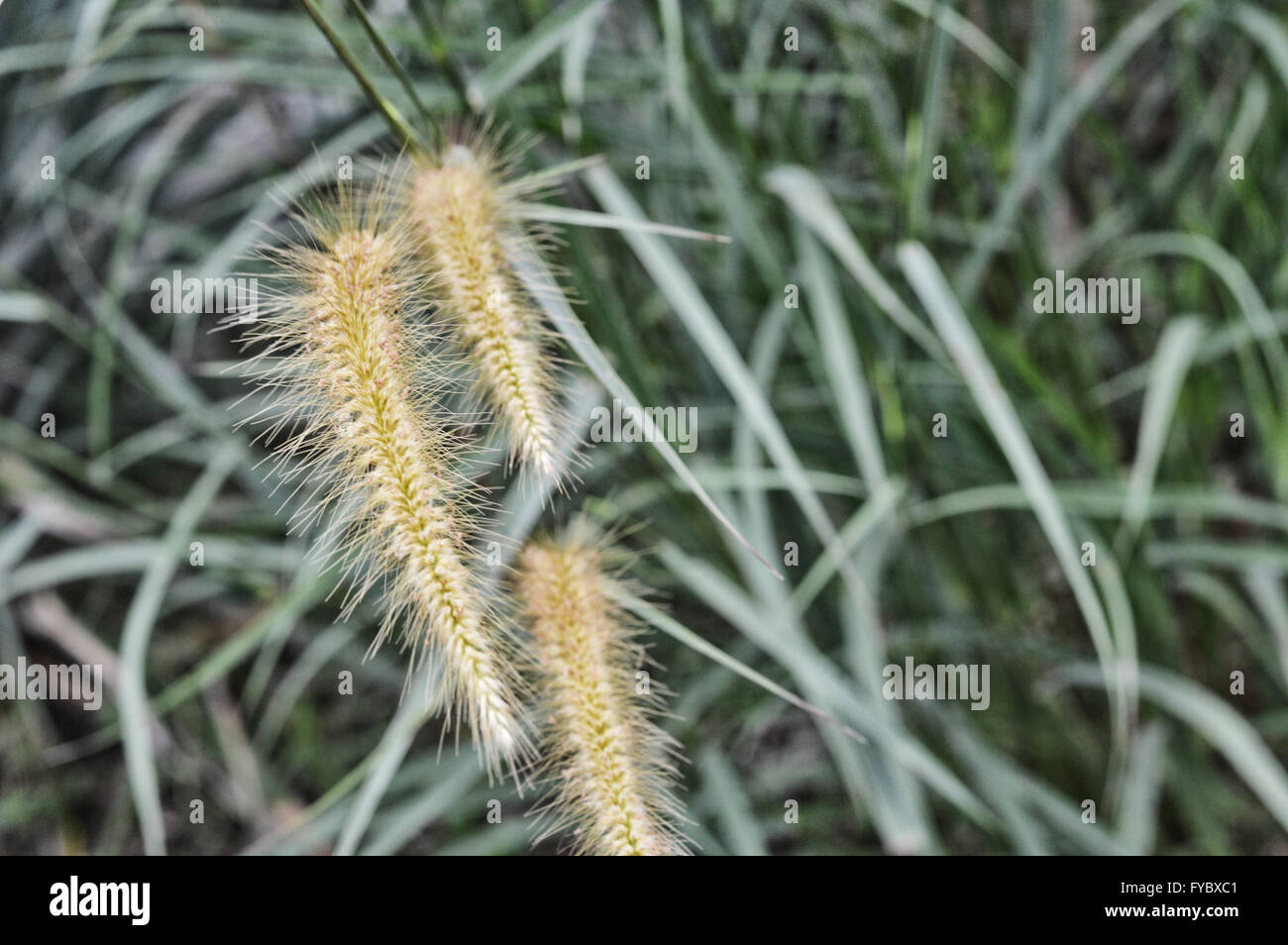 Weed grass in nature Stock Photo - Alamy