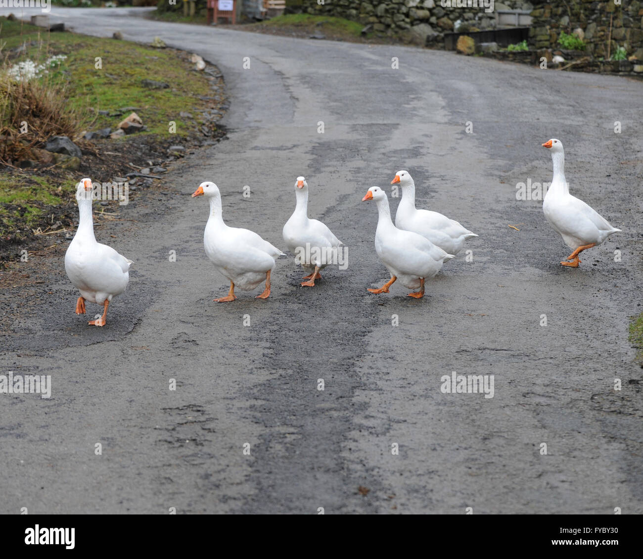 Blencathra Hunt from Millbeck Hall 08.03.16 Millbeck Hall security ...