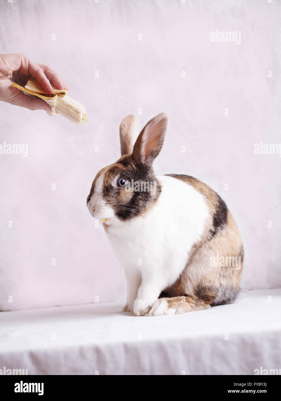 Flemish Giant Bunny High Resolution Stock Photography and Images - Alamy