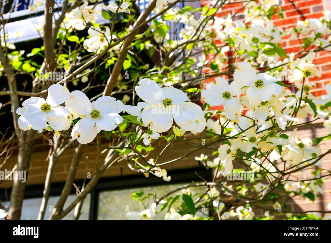 Dogwood Trees High Resolution Stock Photography and Images - Alamy